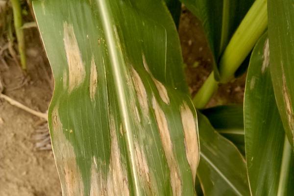 Corn disease management decisions - MSU Extension