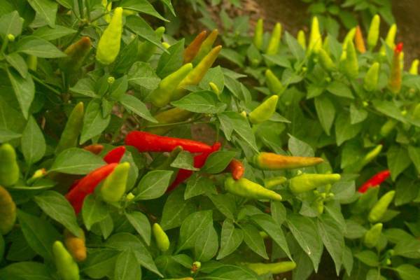 Vegetable Production - Michigan Organic Farming Exchange