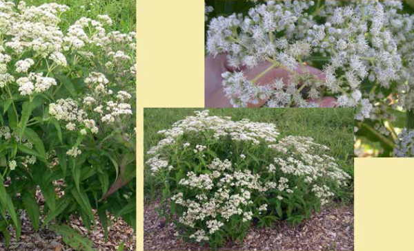 Common boneset - Native Plants and Ecosystem Services