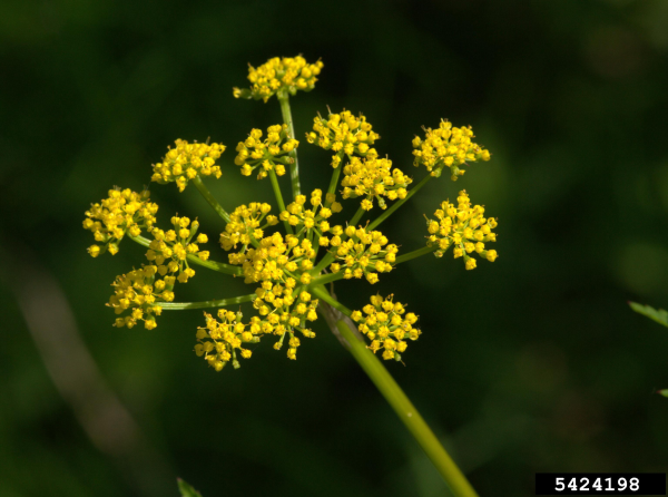 Golden alexanders - Native Plants and Ecosystem Services