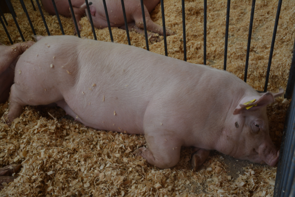 Resources - Swine Influenza