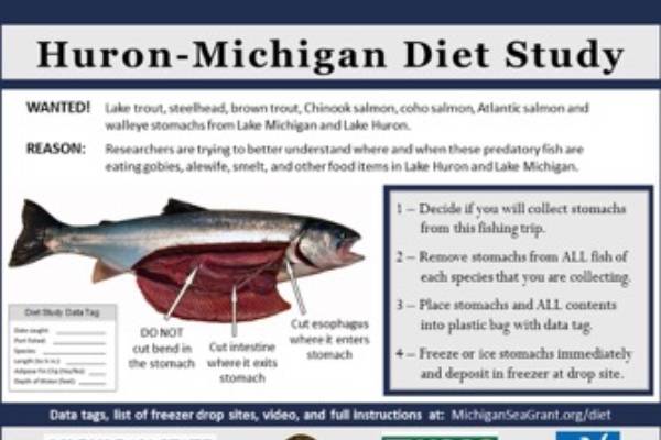 New video shows anglers how to remove stomachs for fish diet study ...