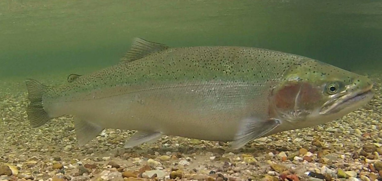 Steelhead Underwater