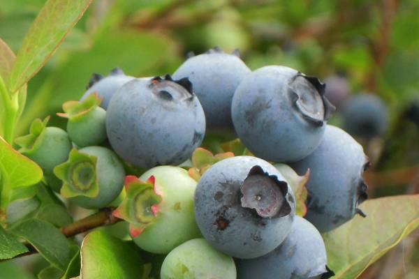 Southwest Michigan fruit regional report – June 30, 2015 - MSU Extension