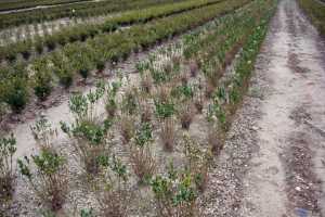 Boxwood blight disease identified in Michigan - Landscaping