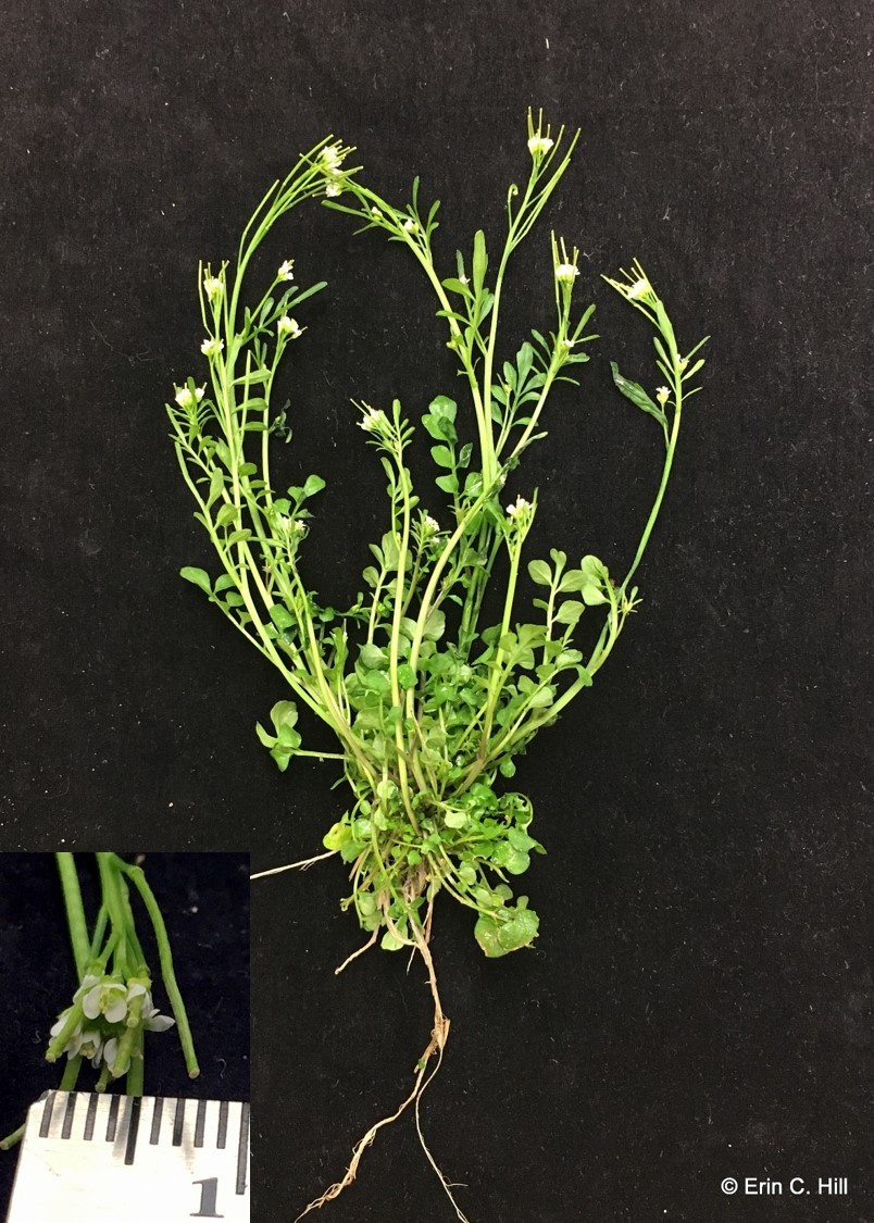 Common Garden Weeds Identification