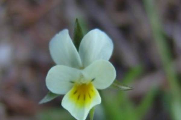 Field violet – Viola arvensis - Plant & Pest Diagnostics