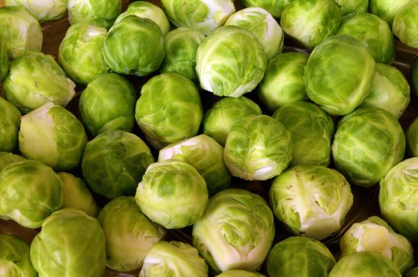 How to Grow Brussels Sprout - MSU Extension