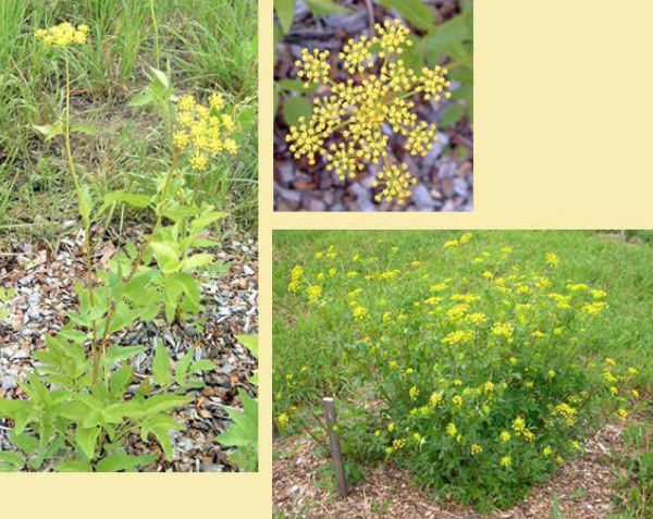 Golden alexanders - Native Plants and Ecosystem Services