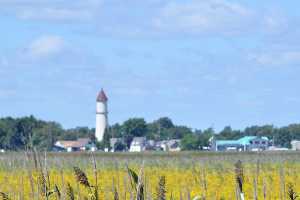 Managing invasive species on your property may feel overwhelming – but ...