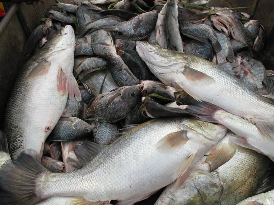 Nile River Fish Species