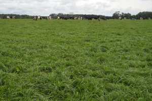 Selecting perennial and annual forage species and varieties for ...