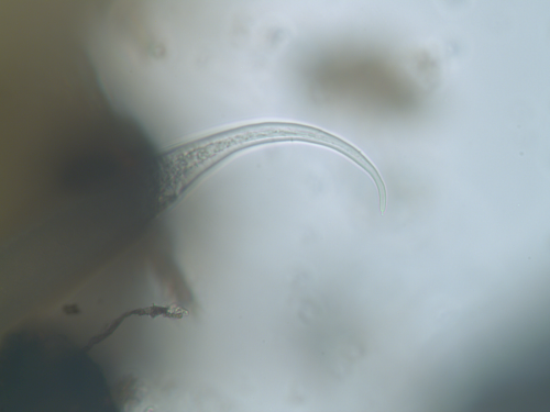 Plectus - Applied Nematology, Ecology and Acoustical Signatures