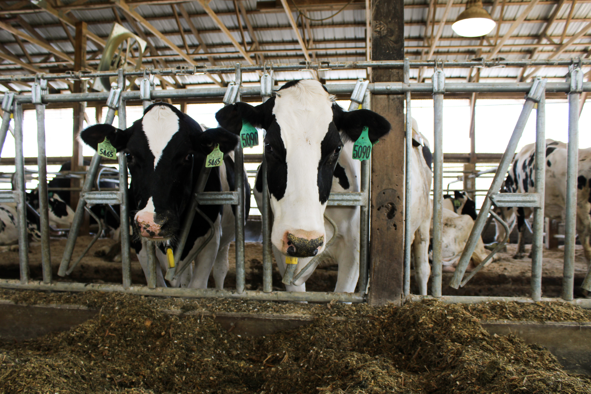 Dairy Cows Being Milked