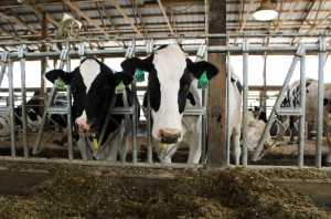 What is the buzz around cow longevity? - Dairy