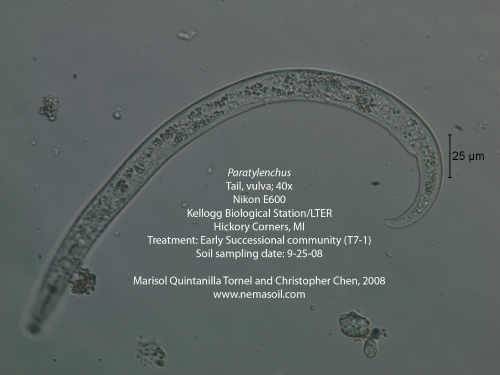 Paratylenchus - Applied Nematology, Ecology and Acoustical Signatures