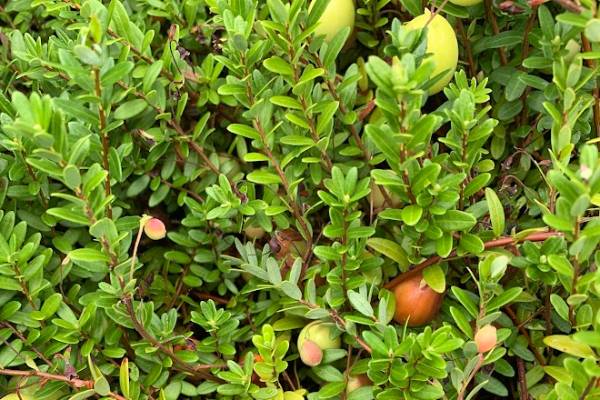 Southwest Michigan fruit update – August 9, 2022 - Fruit & Nuts