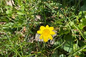 Lesser celandine: An attractive spring weed that spreads with a ...