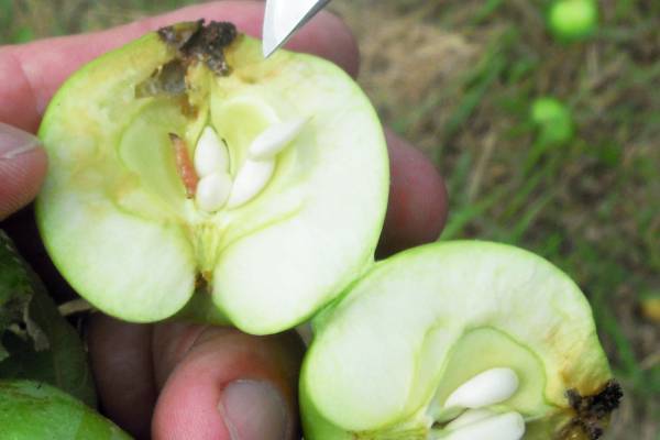 Codling moth management options for Michigan apples - Apples