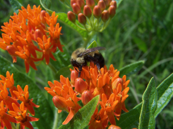 Butterfly weed - Native Plants and Ecosystem Services