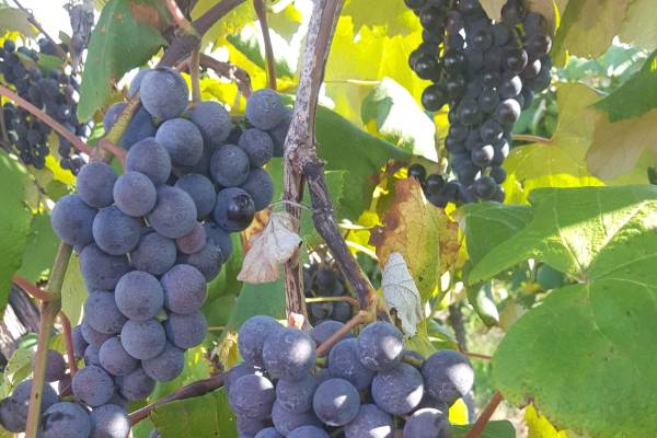 Southwest Michigan fruit update – Sept. 10, 2019 - Fruit & Nuts