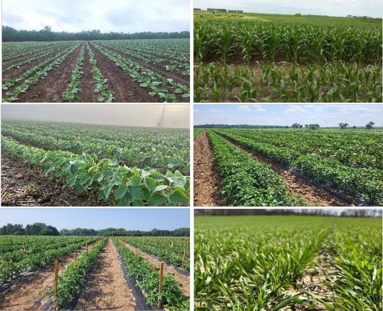 Southeast Michigan vegetable and field crop grower winter meeting to be ...
