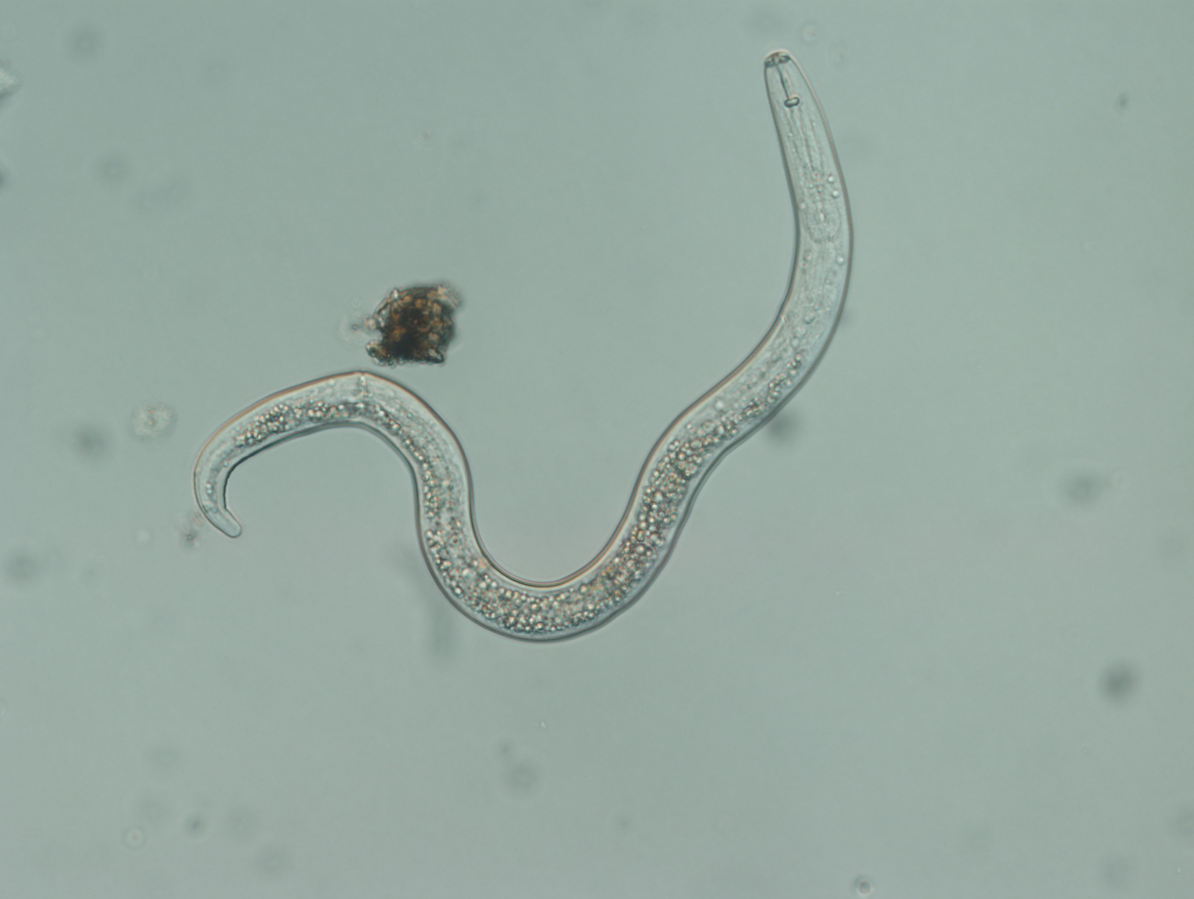 Beneficial Soil Nematodes