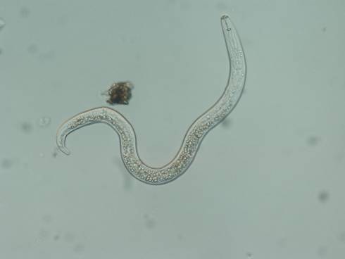Plant-parasitic and beneficial nematode distribution in Michigan ...