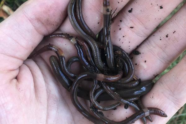 The ancient art of worm charming - 4-H Environmental & Outdoor Education