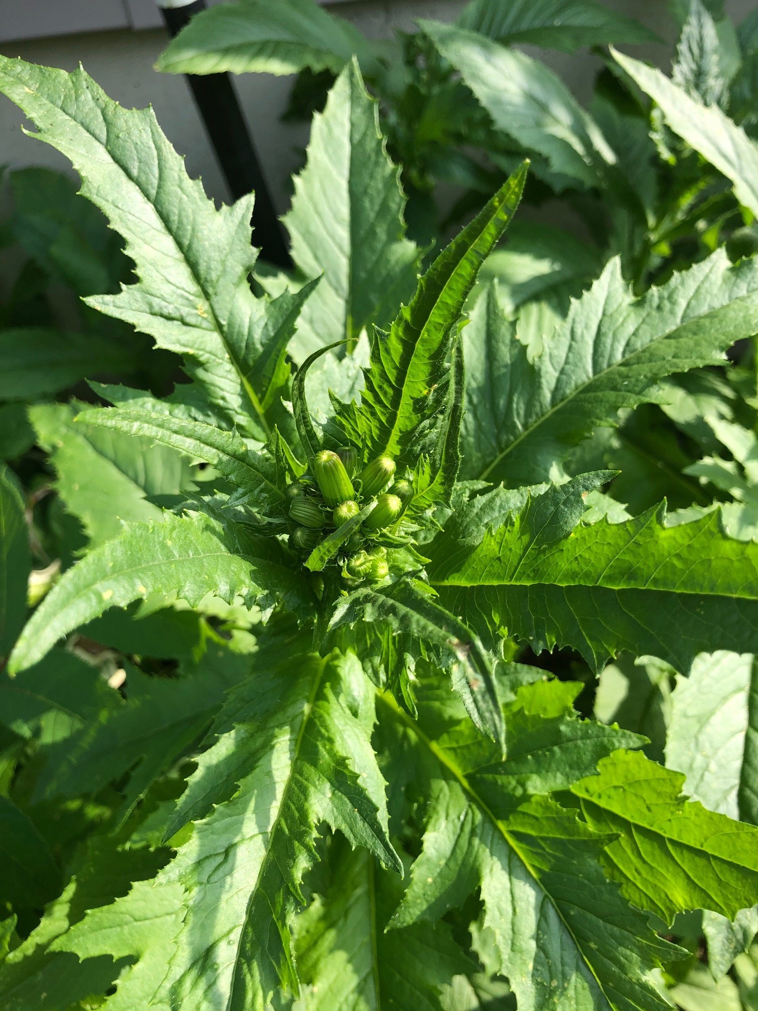 Creeping Weeds Identification