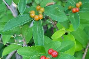 Southwest Michigan fruit update – June 20, 2017 - Fruit & Nuts