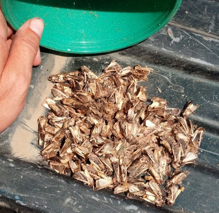 Western bean cutworm peak flight is occurring in dry beans - MSU Extension