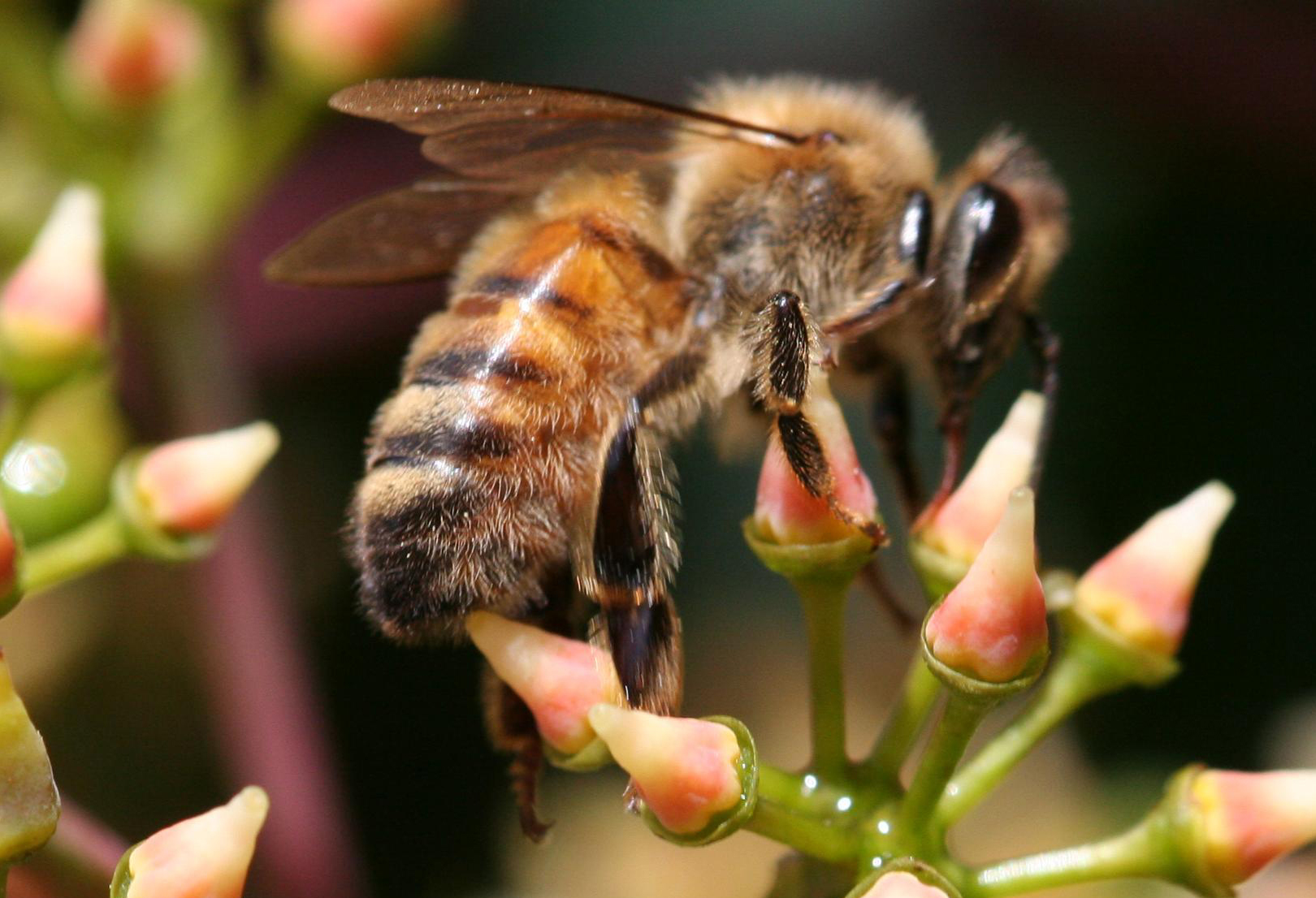 Yellow Jacket Vs Honey Bee