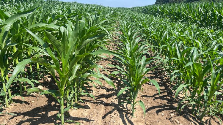 Are we interpreting corn hybrid maturity ratings correctly? - Corn