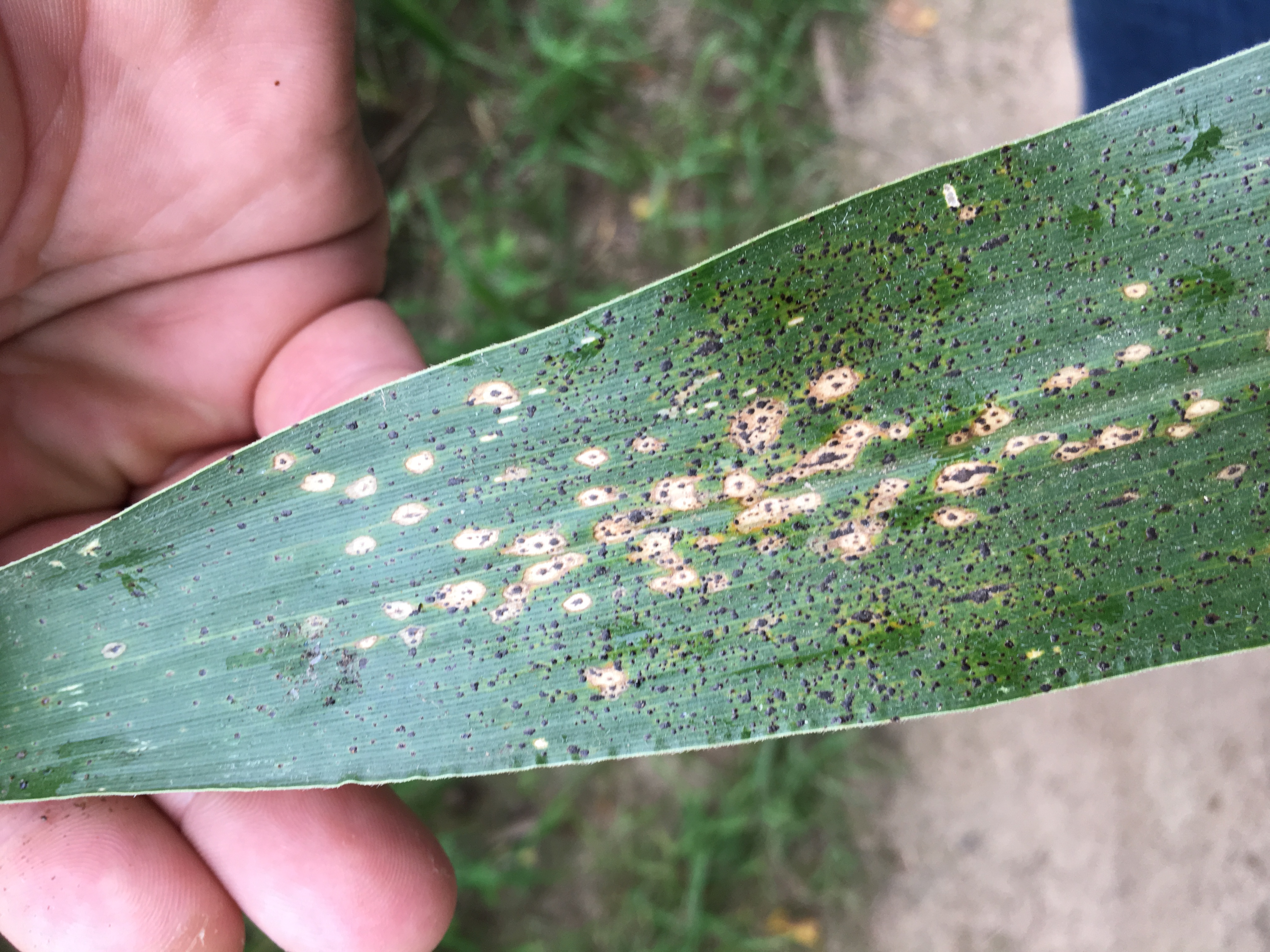What Is Tar Spot On Corn at Jayden Crookes blog