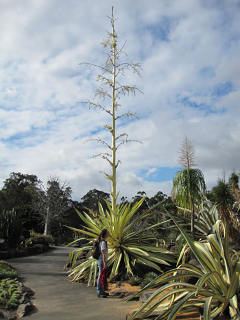 Tower of Eco-Babel - Center for Systems Integration and Sustainability