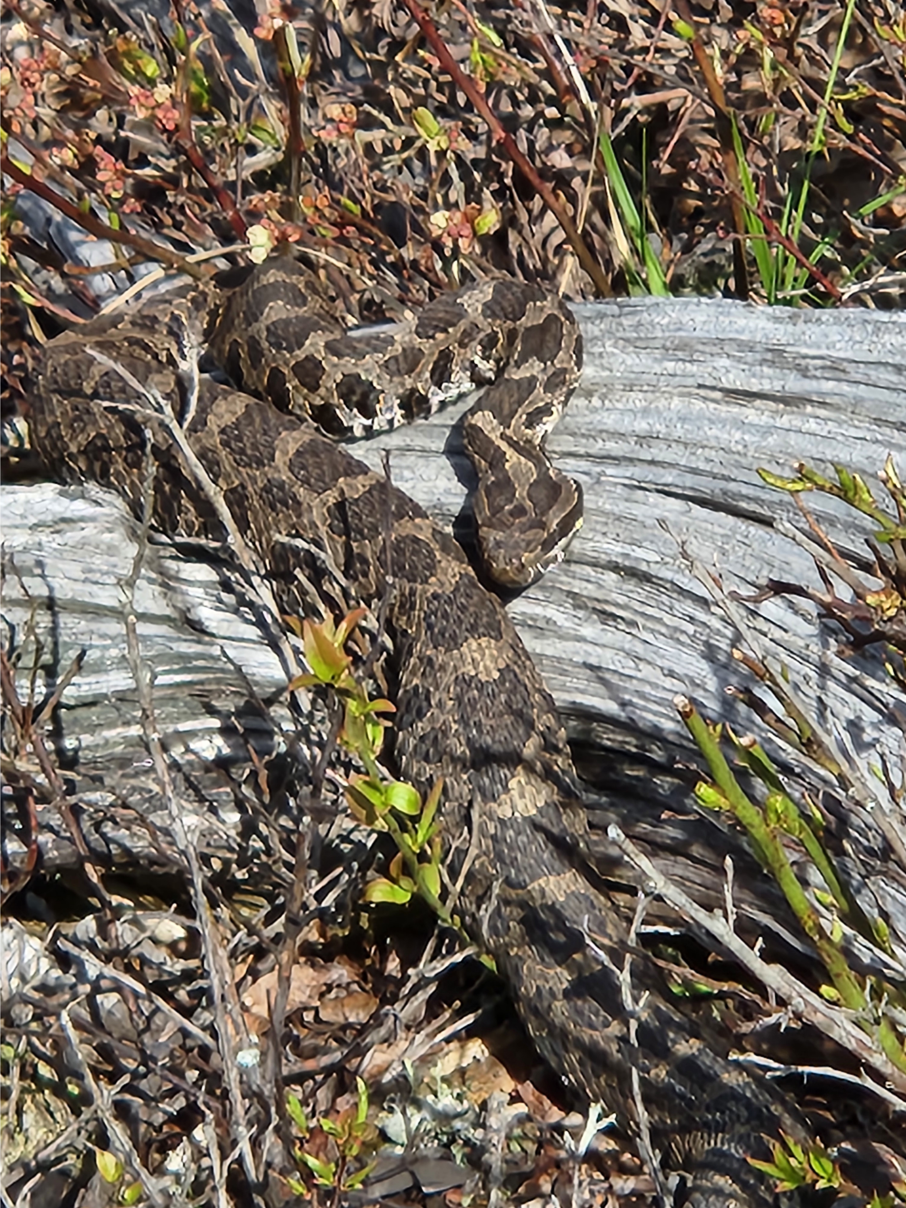 Meet Michigan's shy and only venomous snake: The eastern massasauga ...