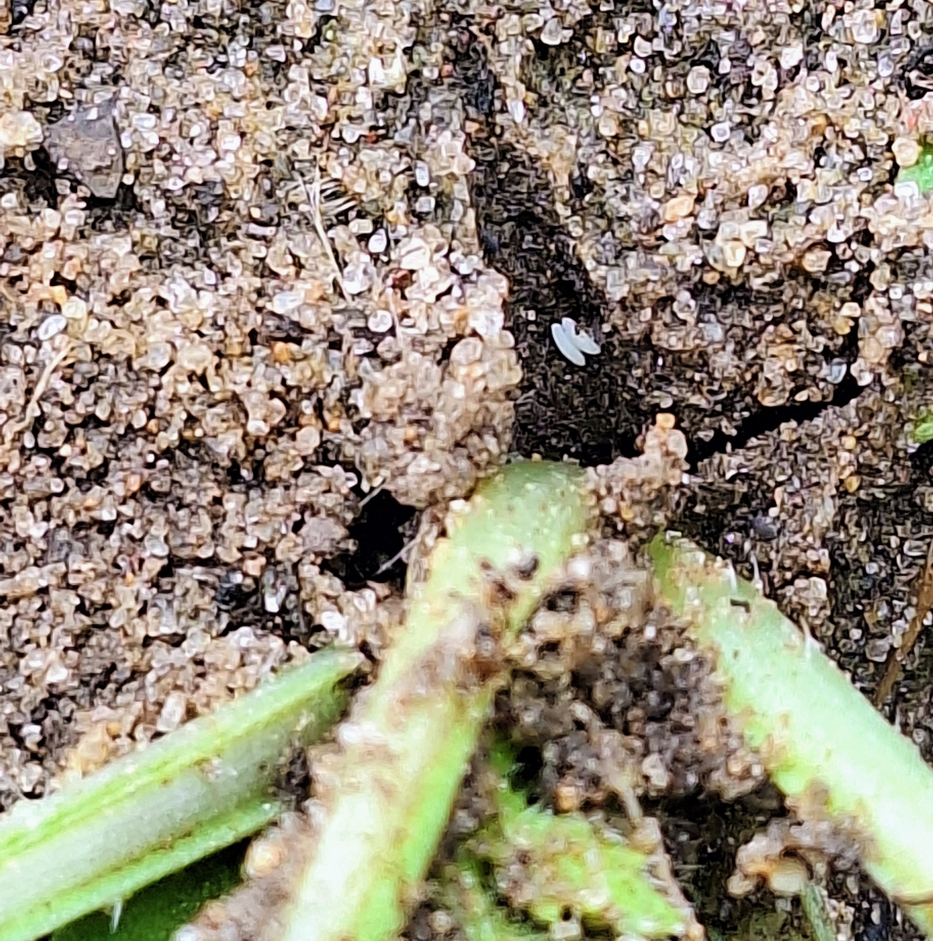 Michigan vegetable crop report – May 7, 2025 - Vegetables