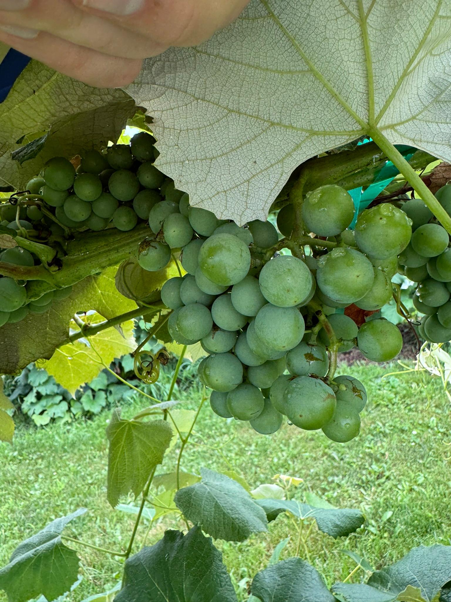 Michigan grape scouting report – July 18, 2024 - Grapes