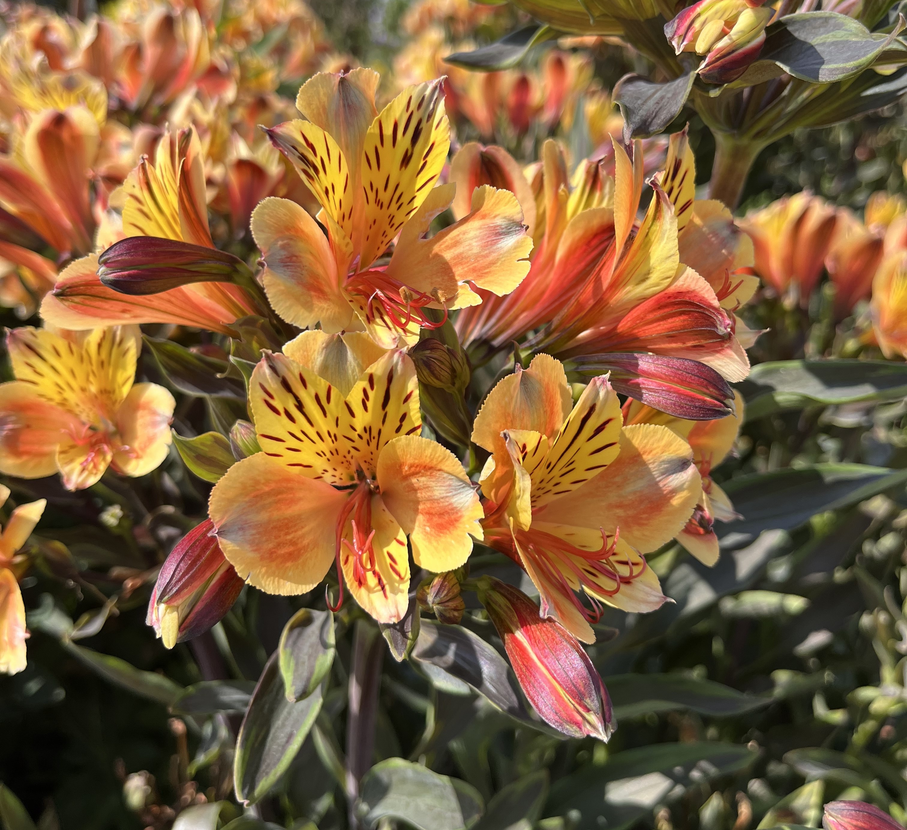 Featured Four: Favorites from Walters Gardens - Floriculture ...