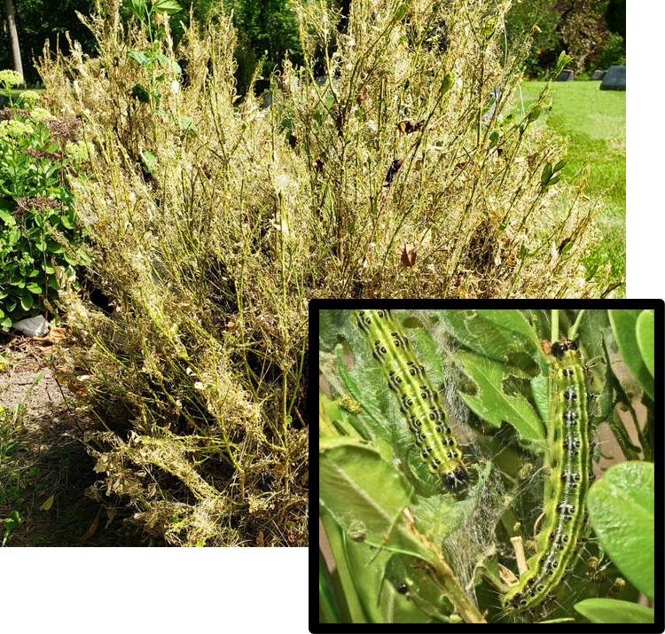 What’s Wrong with My Boxwood? Common Issues and Solutions - Gardening ...
