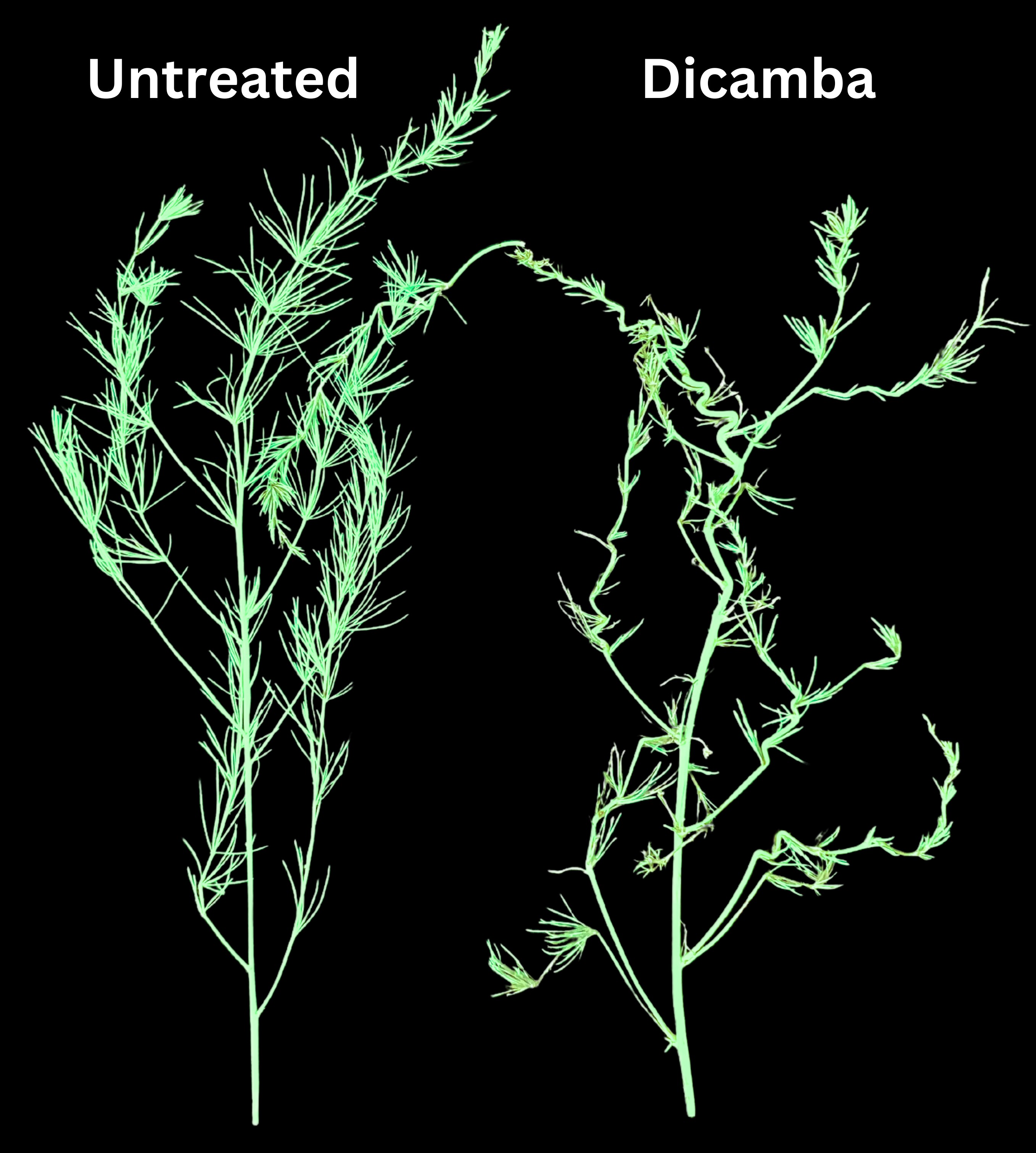 Auxin herbicide injury in asparagus creates twists and turns - Vegetables