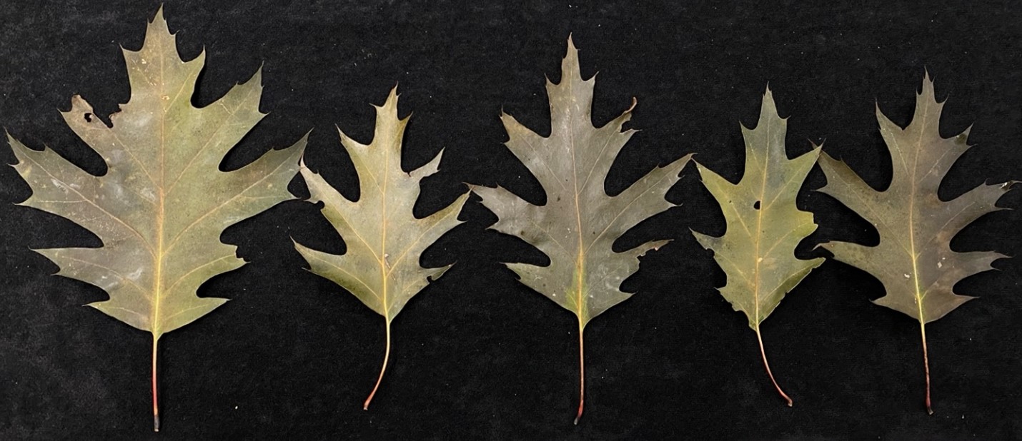 New MSU research puts oak wilt testing within reach of homeowners ...