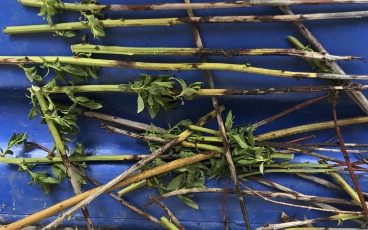 Early season reminders for key application timings of dormant and ...