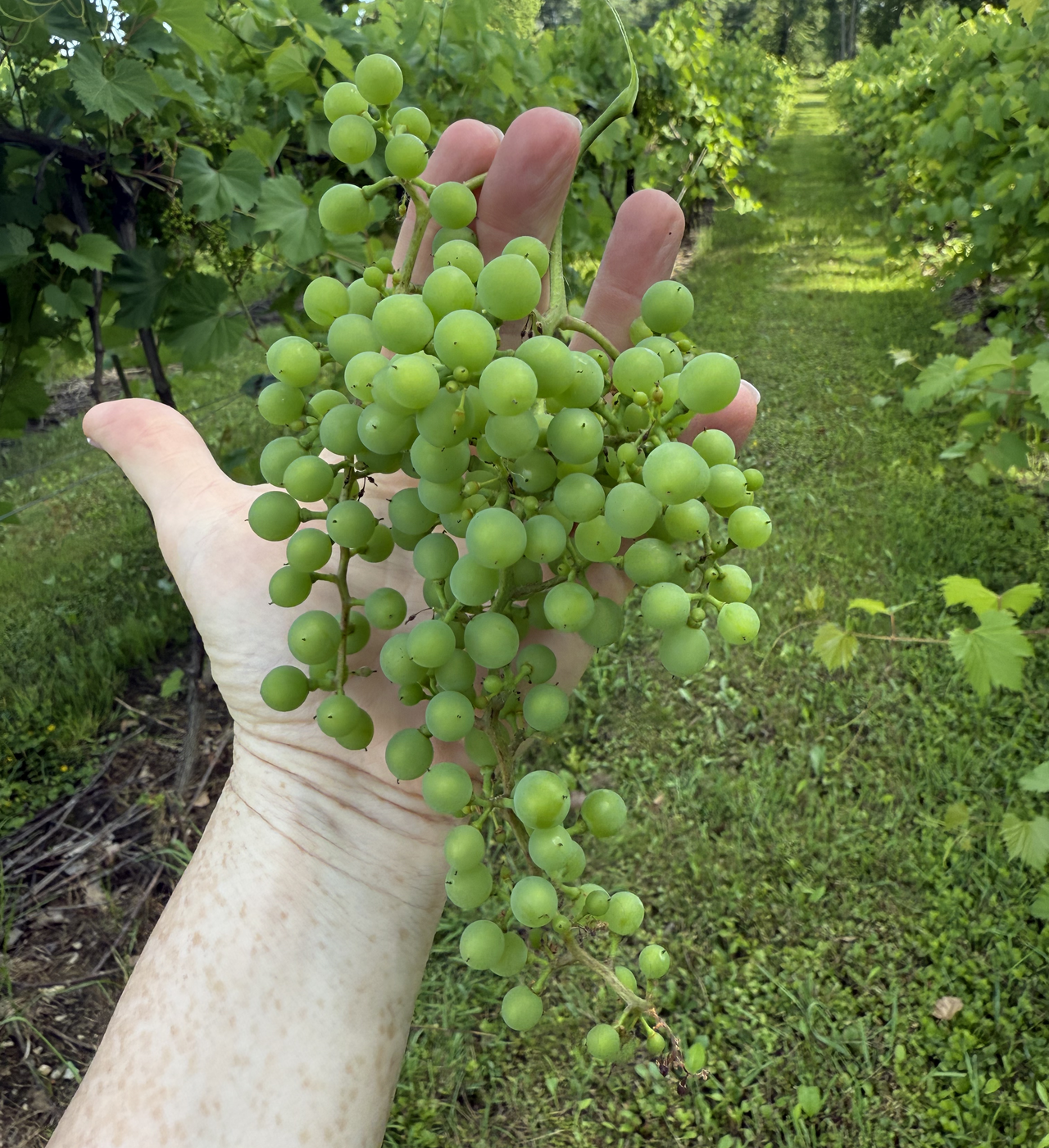 Michigan grape scouting report – July 2, 2025 - Grapes
