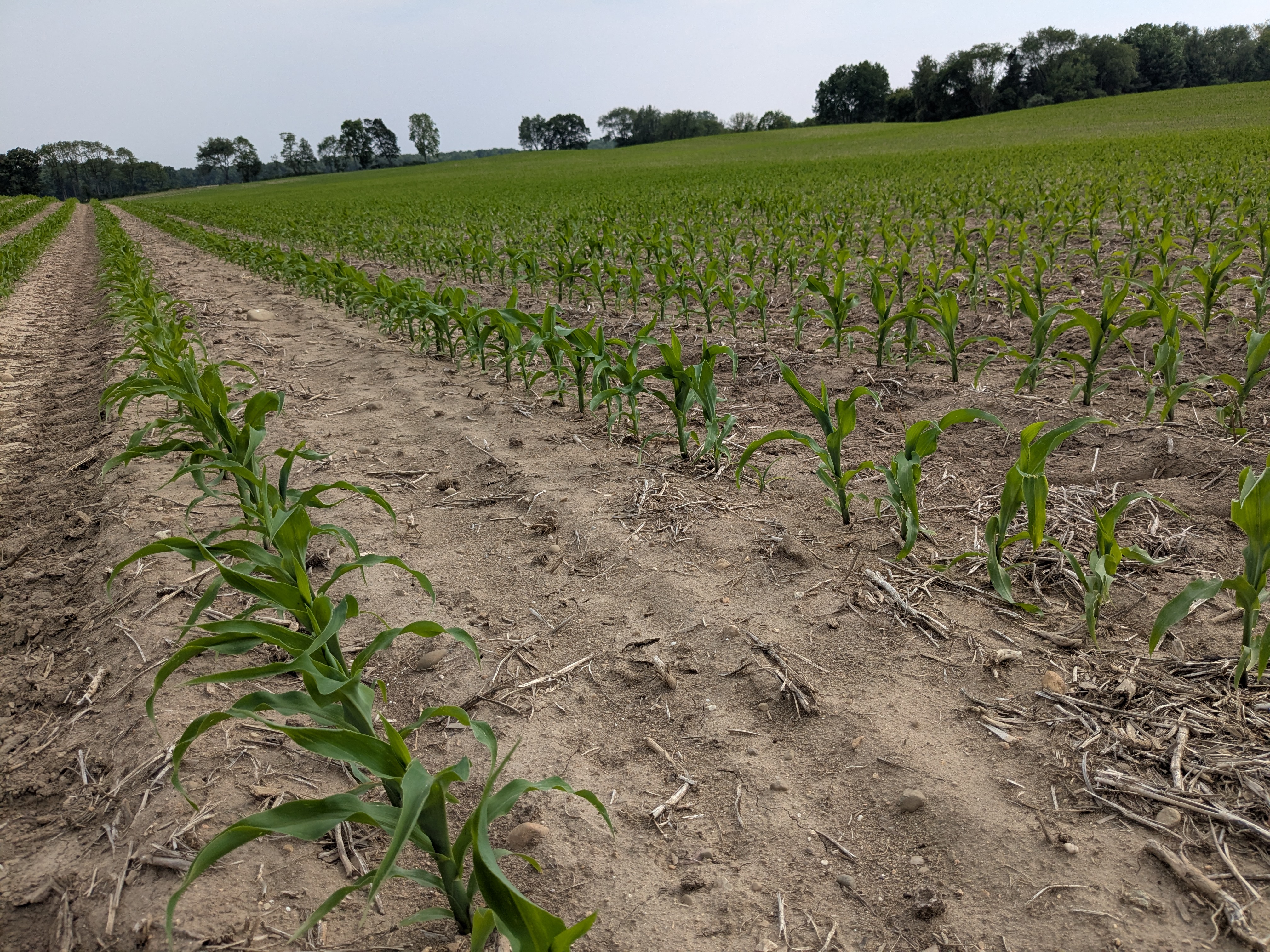 Southwest Michigan field crops update – June 5, 2025 - Field Crops