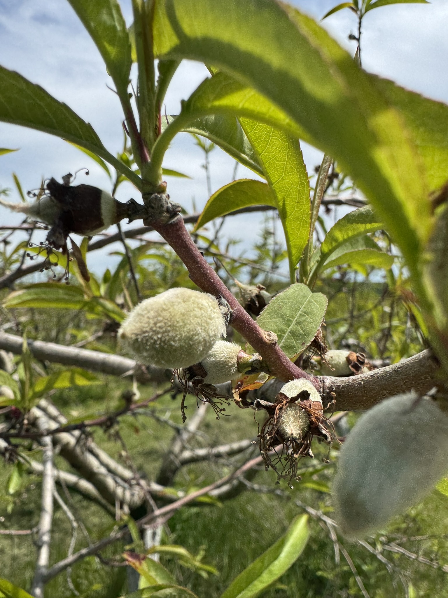 Southeast Michigan fruit update – May 27, 2025 - Fruit & Nuts
