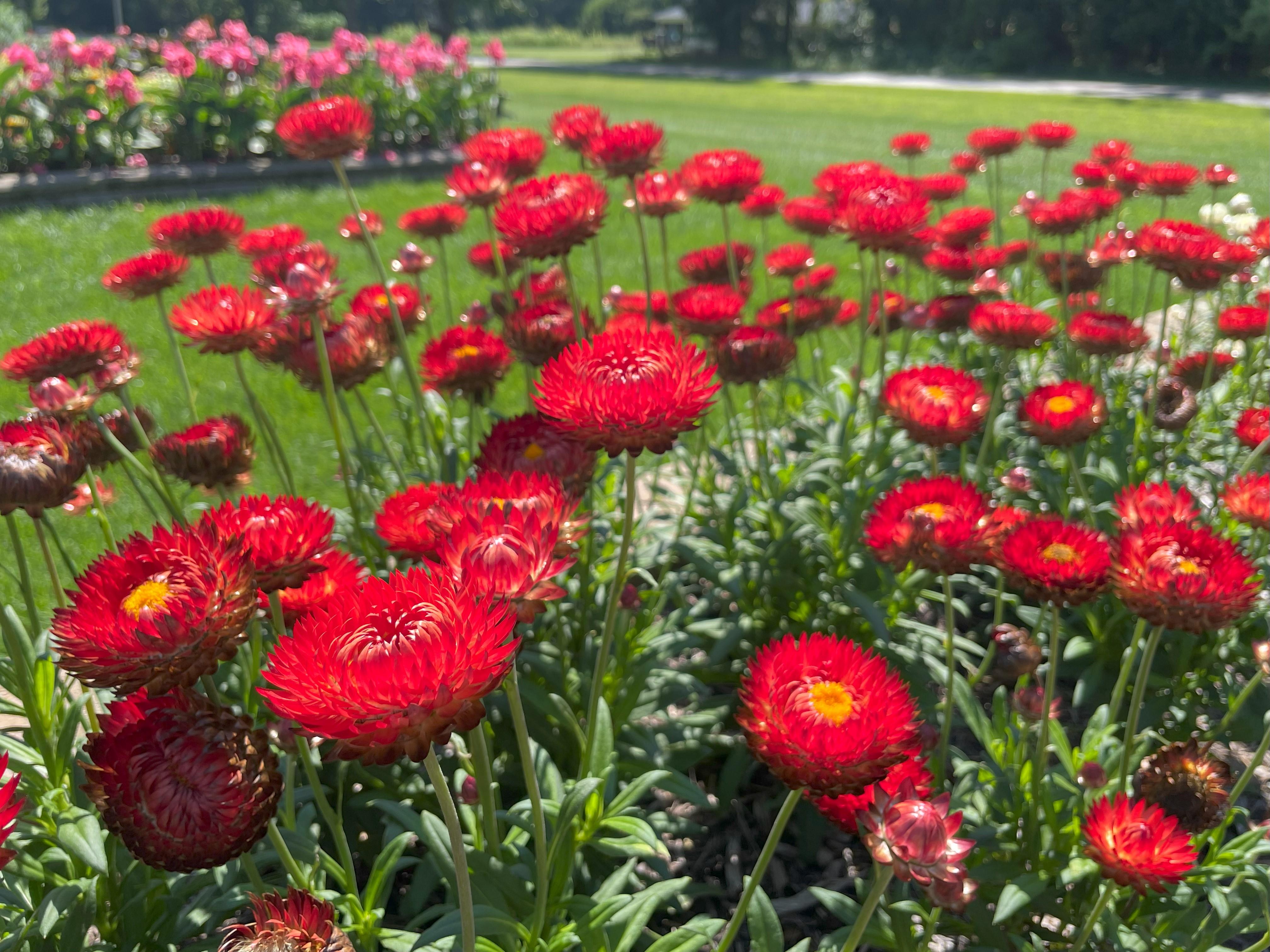 Featured Four: Favorites from Raker-Roberta's Young Plants ...