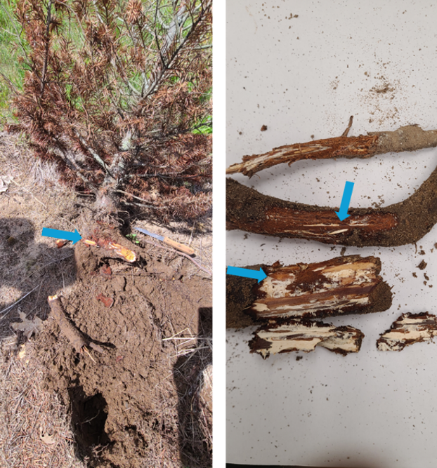 Armillaria root rot in Christmas tree plantations - Christmas Trees