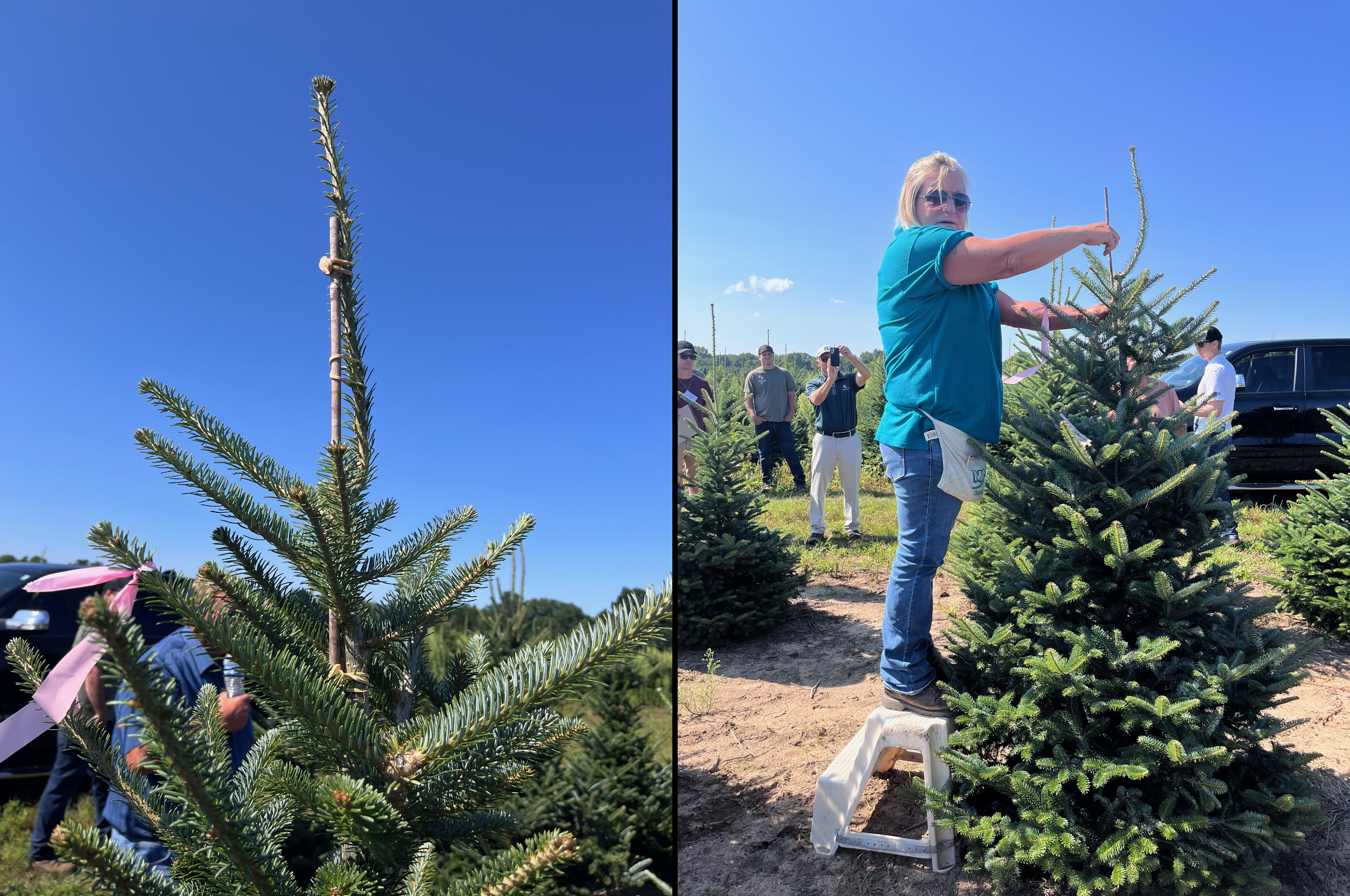 Christmas tree farm report – July 26, 2024 - Christmas Trees